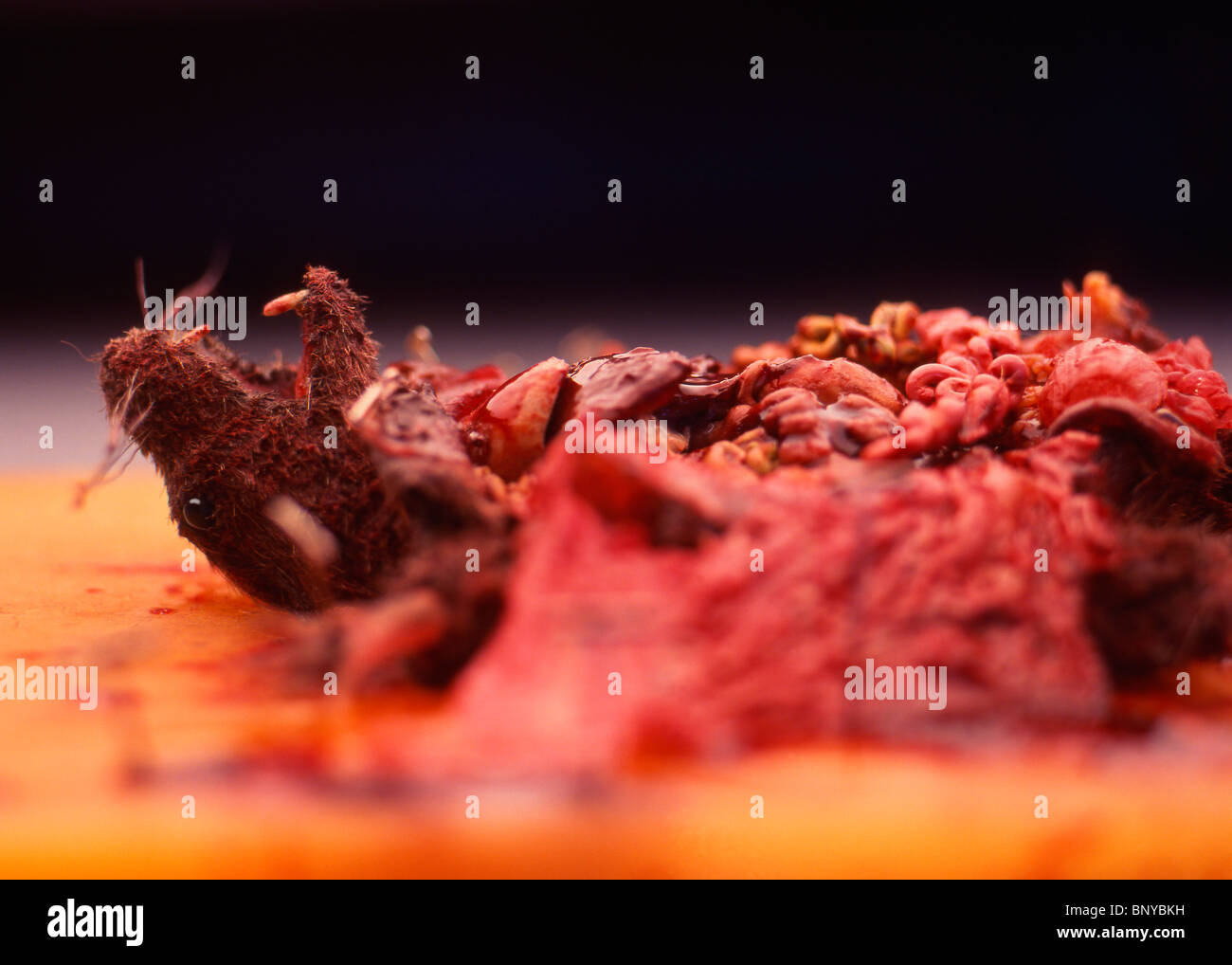Animal dissection hi-res stock photography and images - Alamy