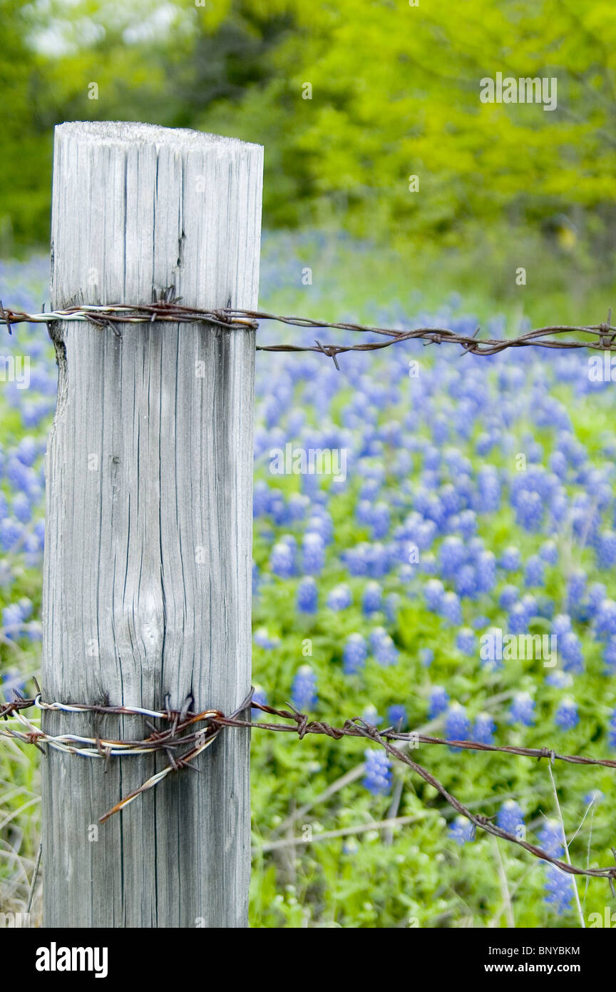 Texas state flower hi-res stock photography and images - Alamy
