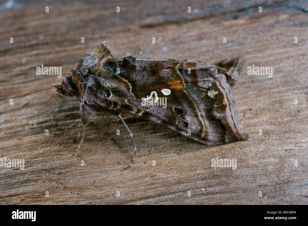 Beautiful Golden Y, Autographa pulchrina moth, Cumbria, UK Stock Photo ...