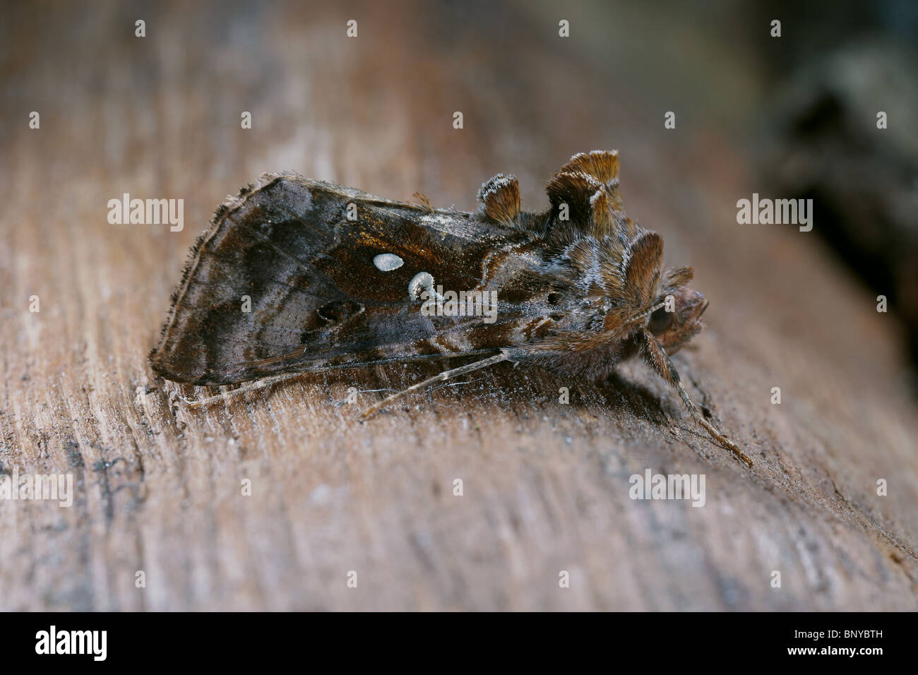 Beautiful Golden Y, Autographa pulchrina moth, Cumbria, UK Stock Photo ...