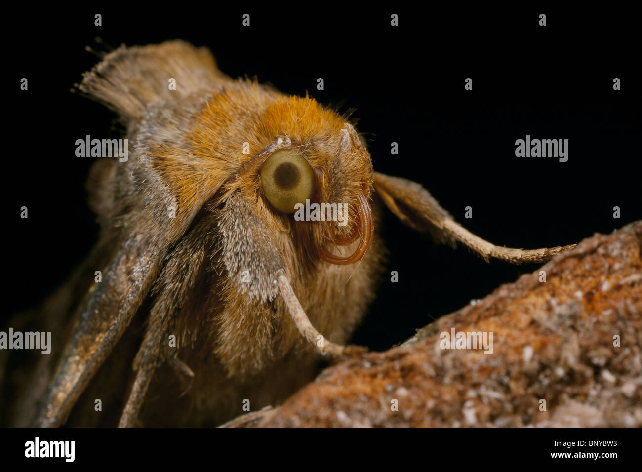 Burnished Brass, Diachrysia chrysitis moth, Cumbria, UK Stock Photo - Alamy