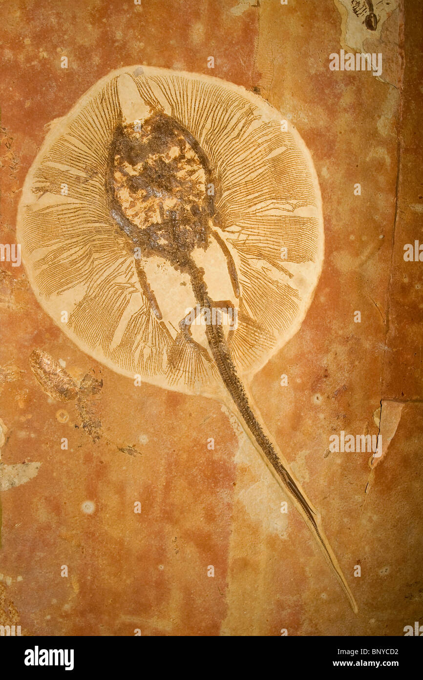 Fossil Stingray, Heliobatis radians, freshwater stingray, Lower Eocene ...