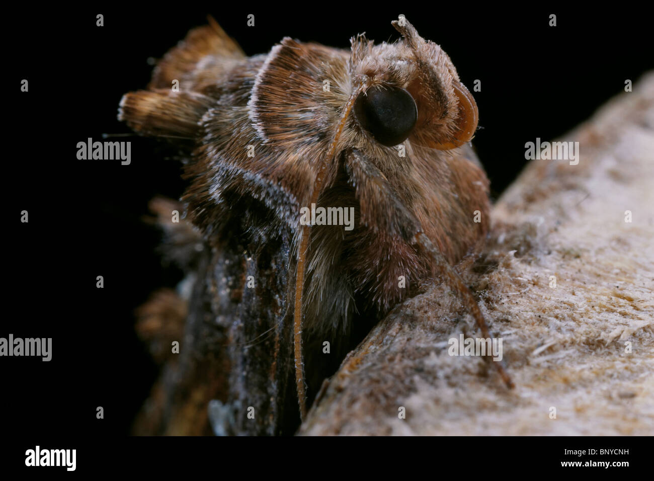Beautiful golden y moth hi-res stock photography and images - Alamy