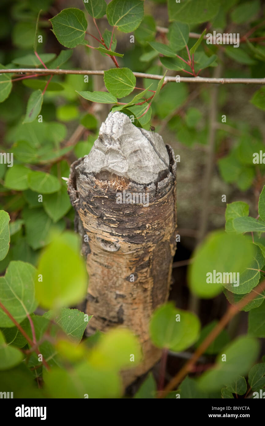 Beaver stump hi-res stock photography and images - Alamy