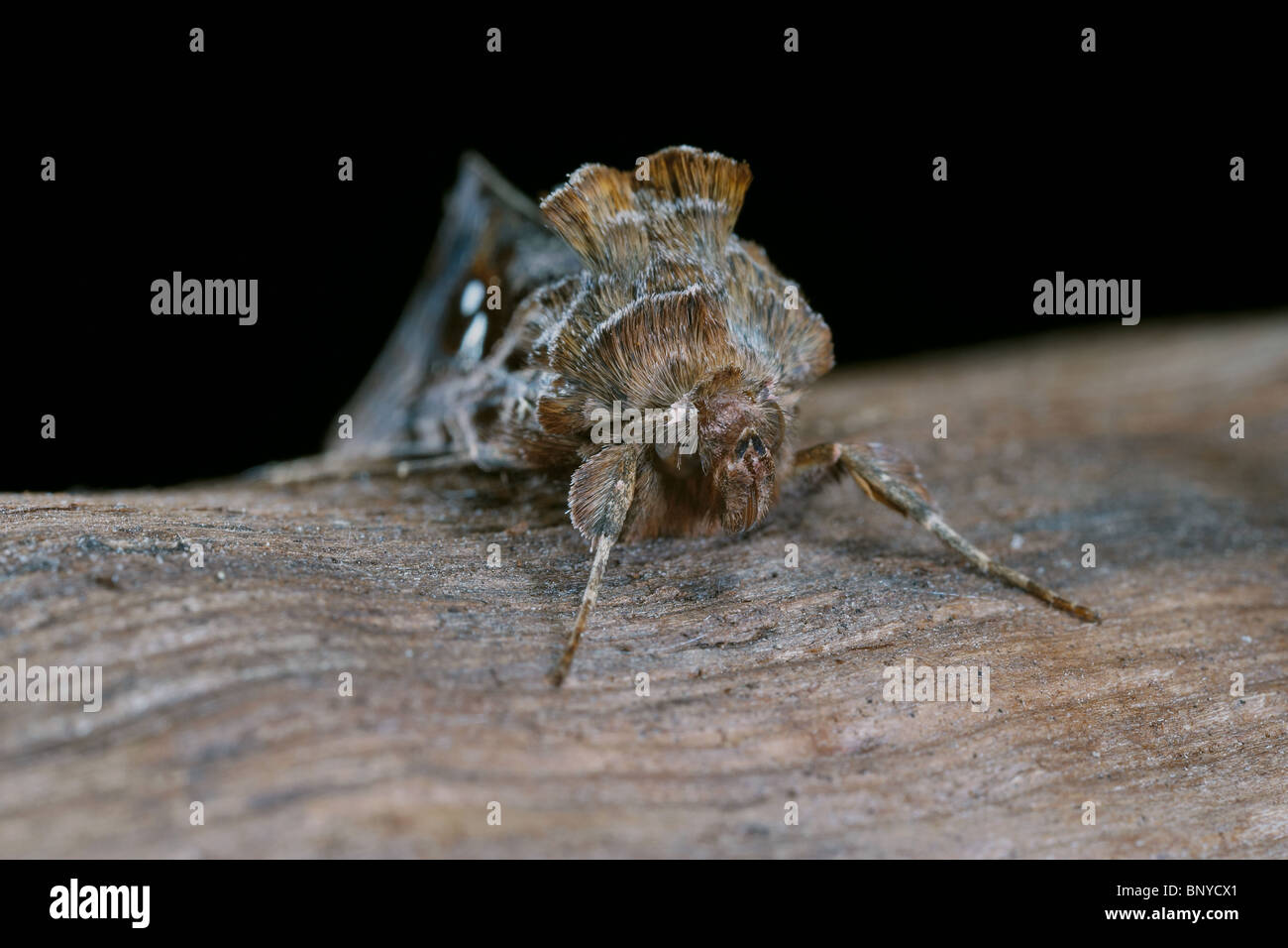 Beautiful uk moth hi-res stock photography and images - Alamy