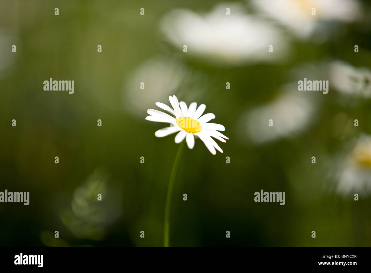 1 single daisy horizontal hi-res stock photography and images - Alamy
