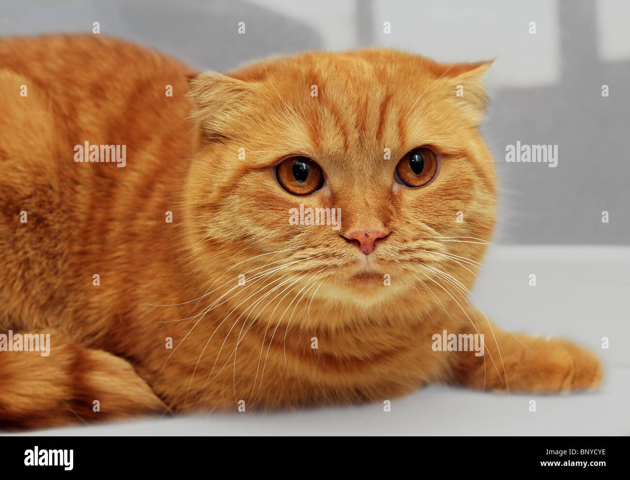 scottish fold purebred red cat on window portrait Stock Photo - Alamy