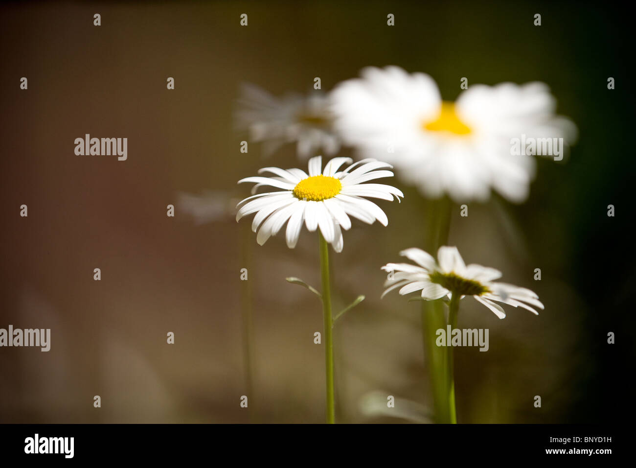 Leucanthemum vulgare oxeye daises hi-res stock photography and images ...