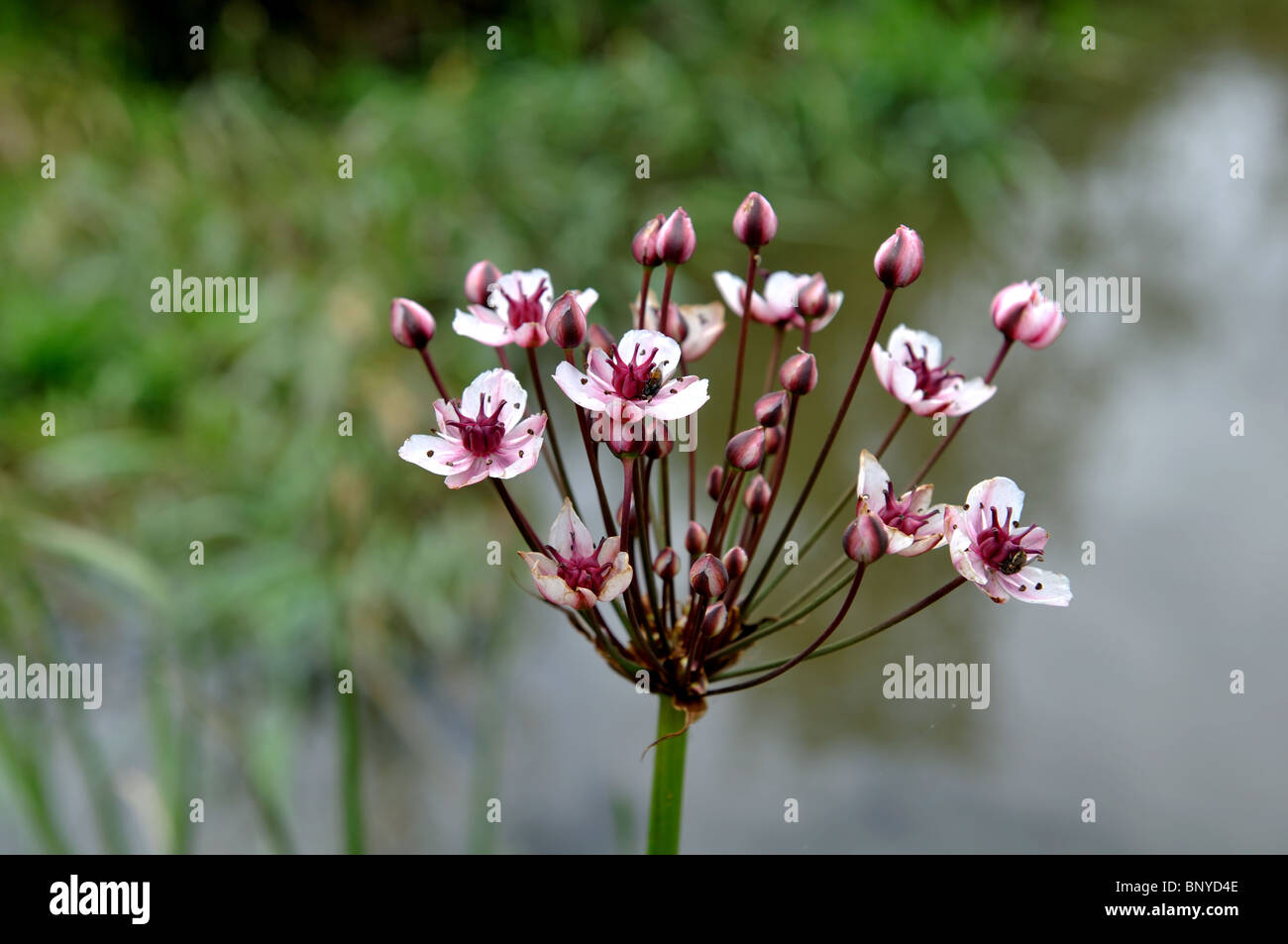 Flowering Rush, Butomus umbellatus Stock Photo - Alamy