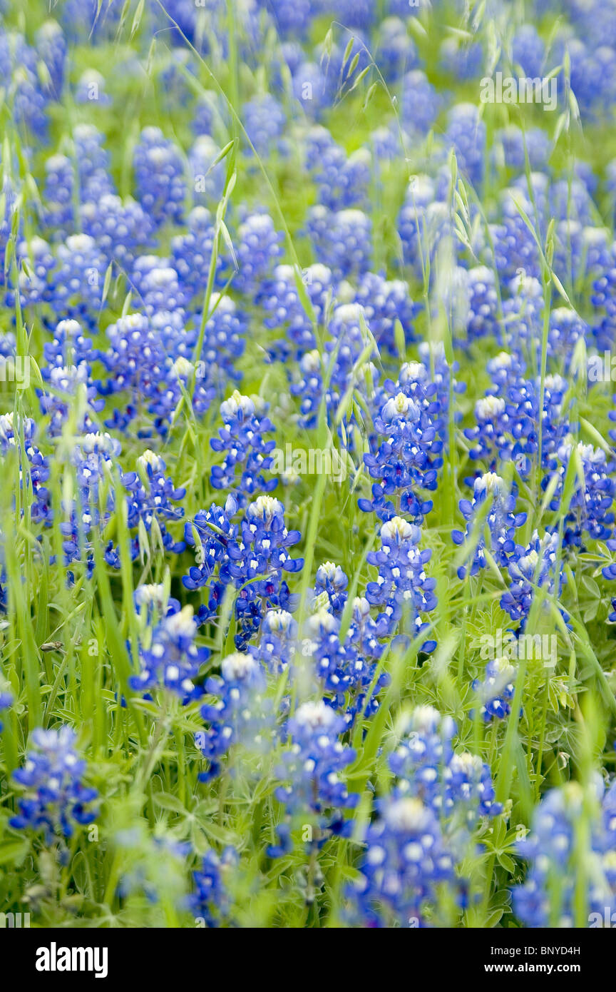 Bluebonnets The Texas State Flower Stock Photo - Alamy