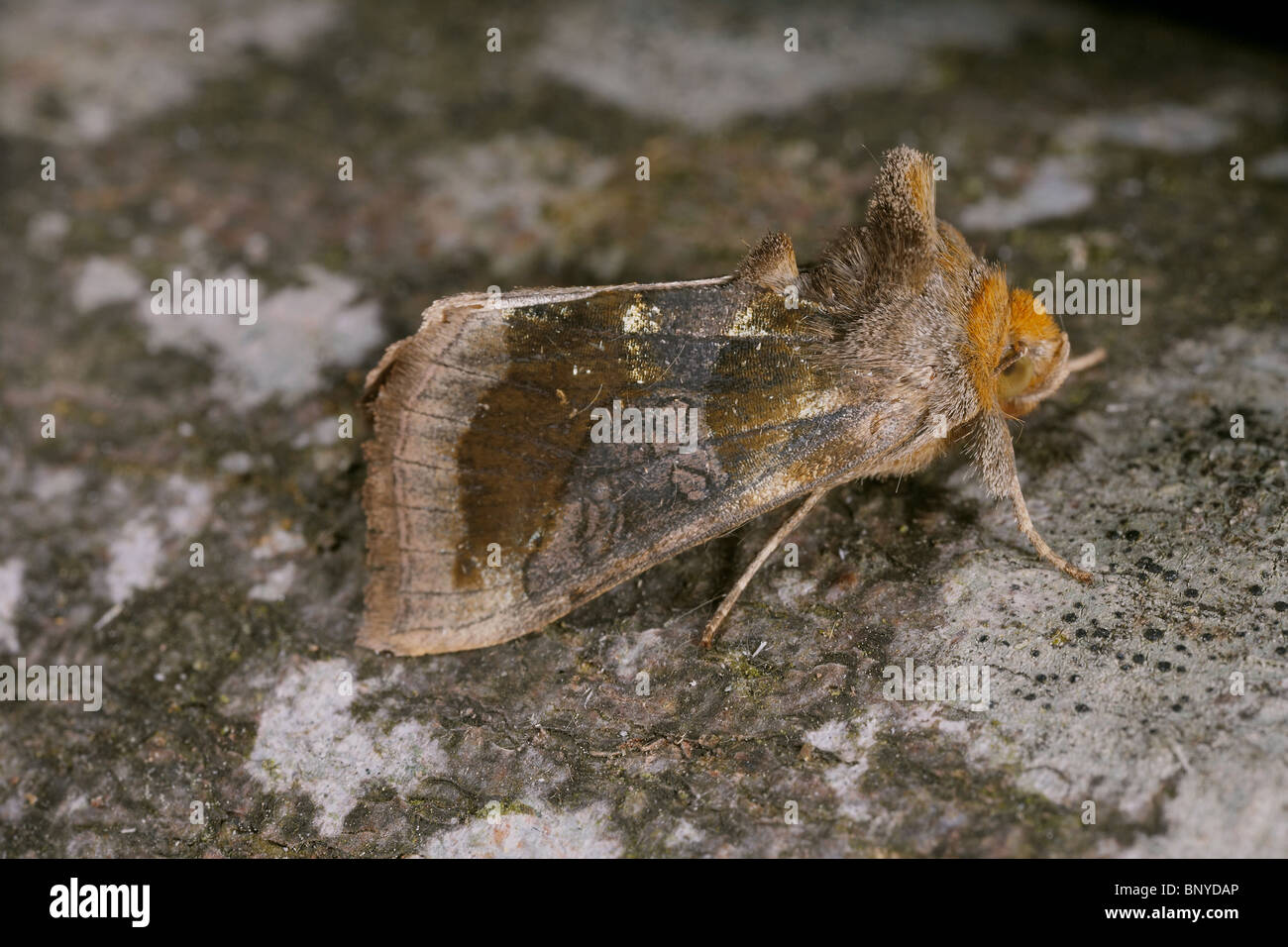 Burnished Brass, Diachrysia chrysitis moth, Cumbria, UK Stock Photo - Alamy