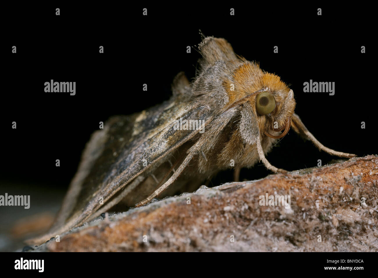Burnished Brass, Diachrysia chrysitis moth, Cumbria, UK Stock Photo - Alamy