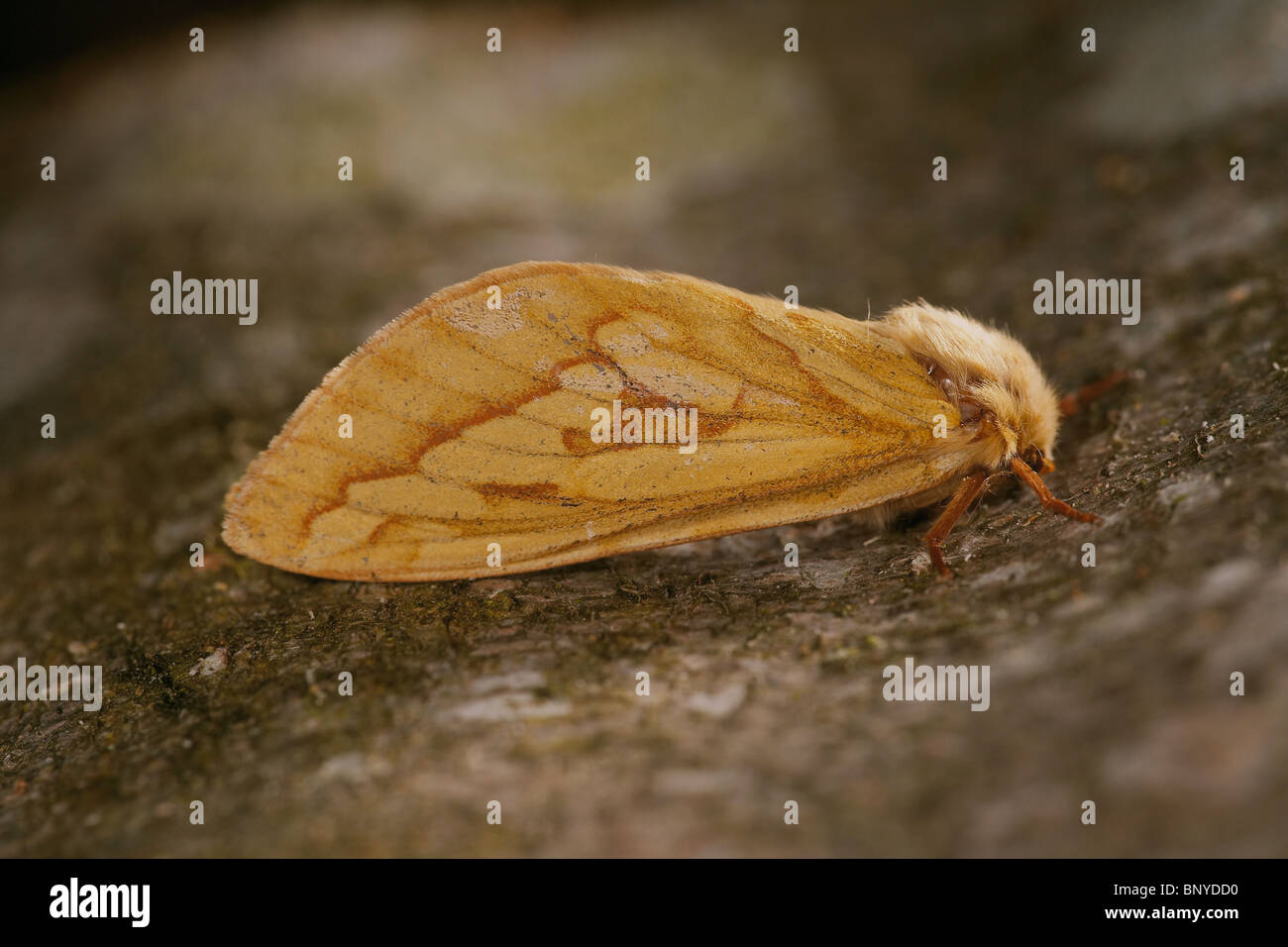Ghost moth or Ghost Swift, Hepialus humuli Stock Photo - Alamy