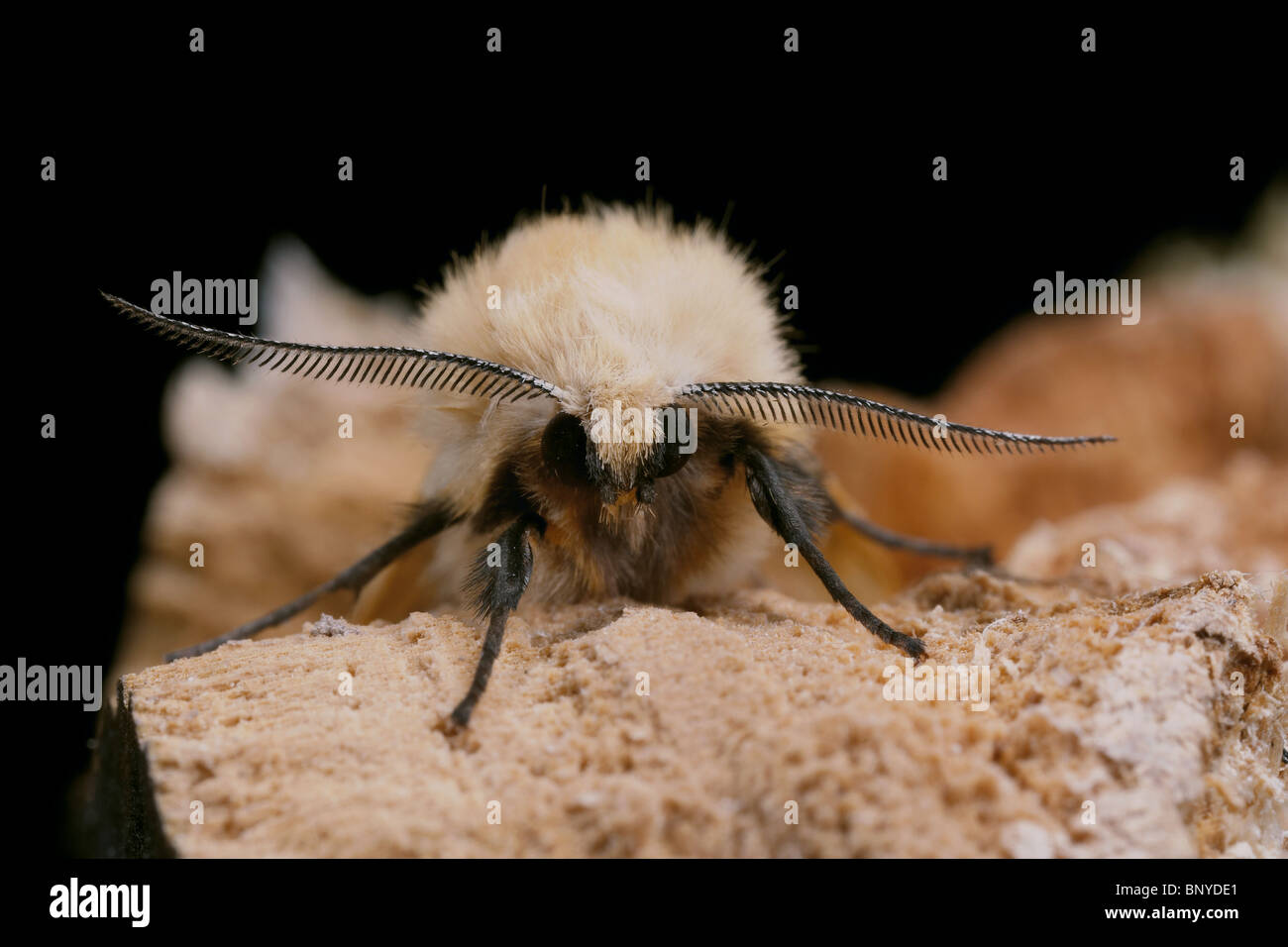 Buff Ermine, Spilosoma luteum moth Stock Photo - Alamy