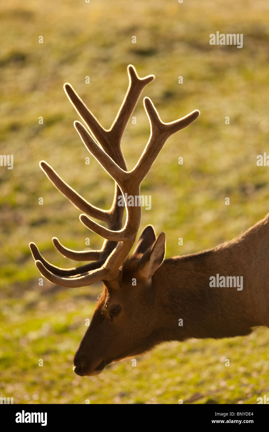 Elk on Trail Ridge Road (Lava Cliffs), Rocky Mountain National Park ...