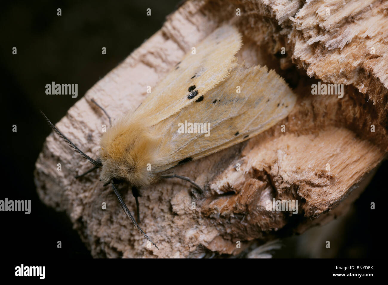 Buff Ermine, Spilosoma luteum moth Stock Photo - Alamy