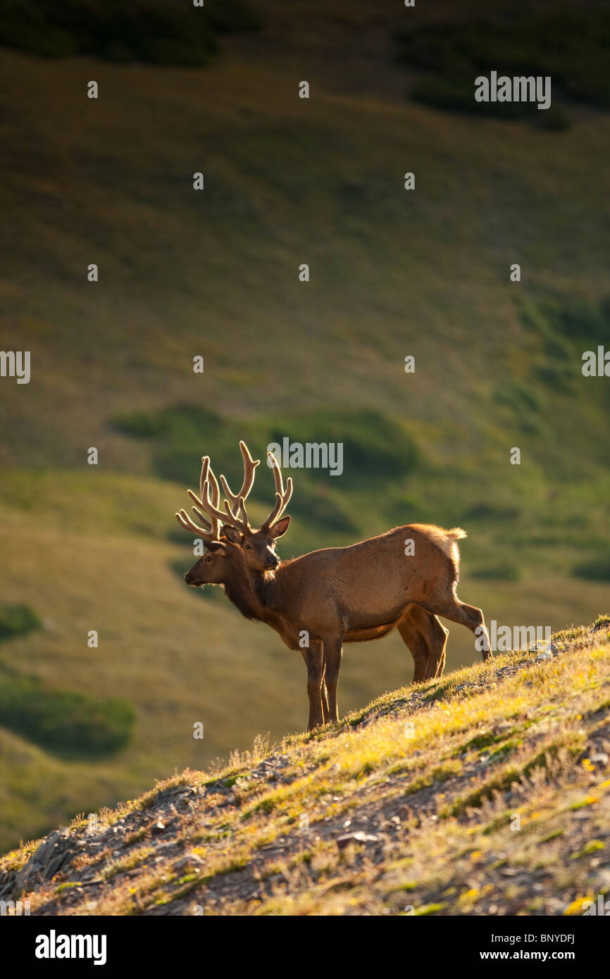 Elk on Trail Ridge Road (Lava Cliffs), Rocky Mountain National Park ...