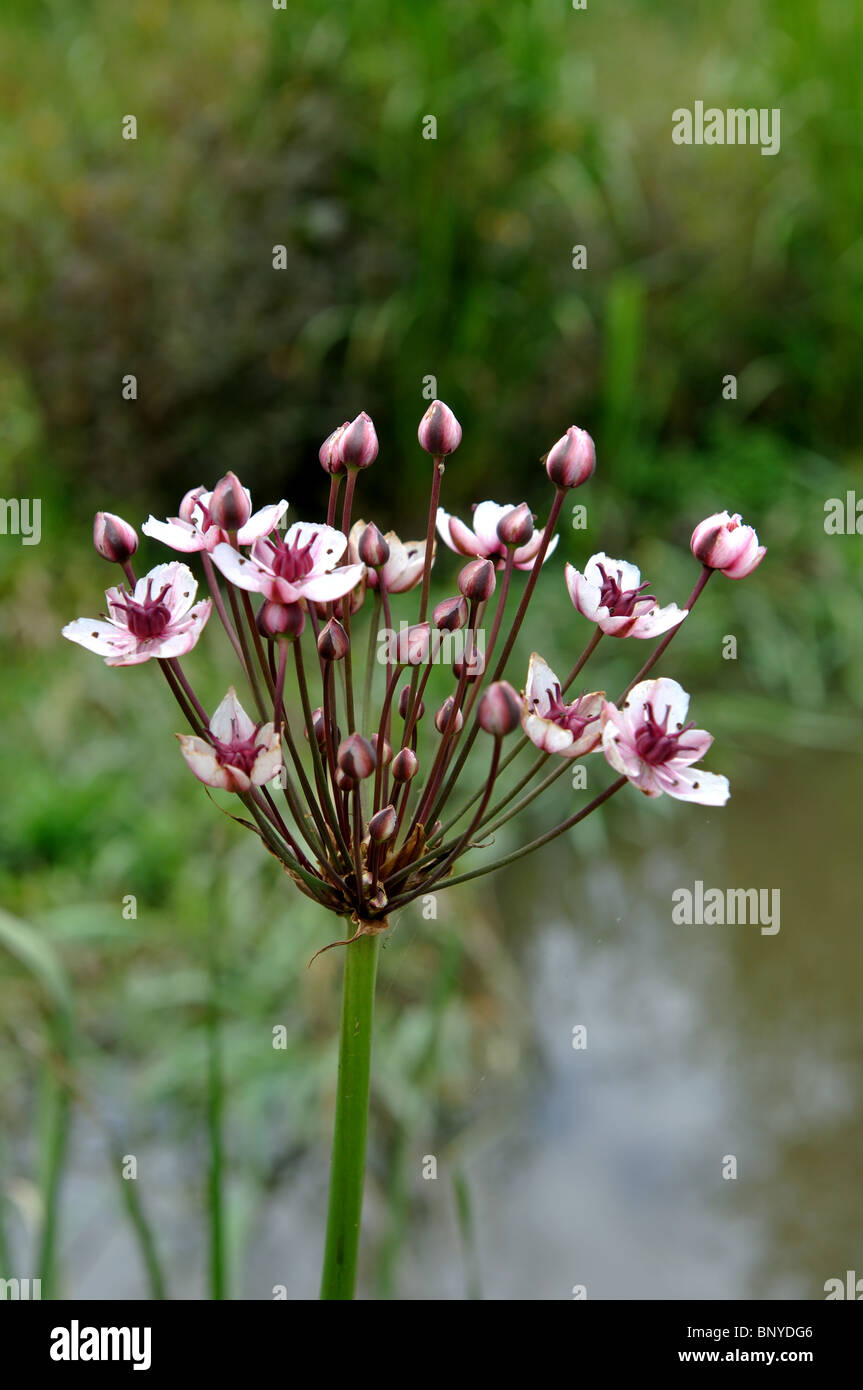 Flowering Rush, Butomus umbellatus Stock Photo - Alamy