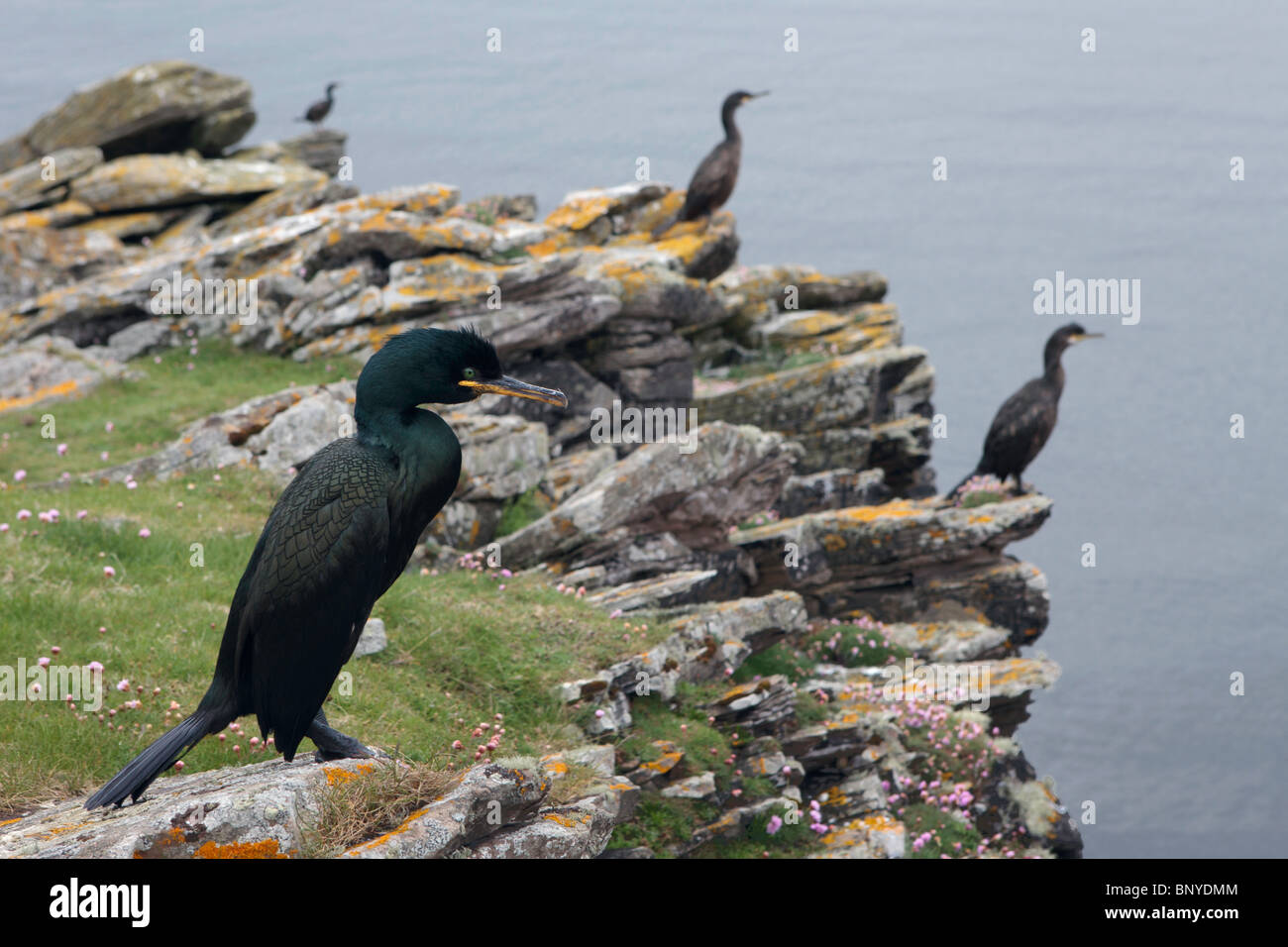 Shags hi-res stock photography and images - Alamy