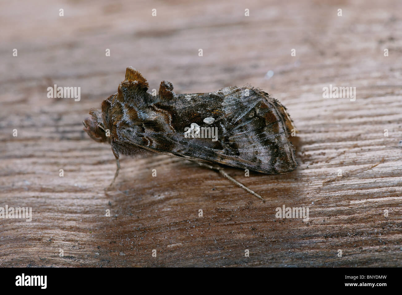 Beautiful Golden Y, Autographa pulchrina moth, Cumbria, UK Stock Photo ...
