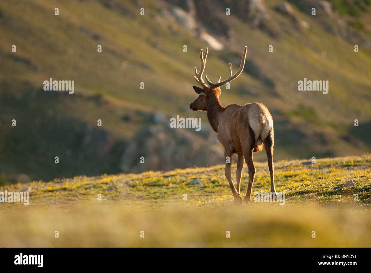 Elk on Trail Ridge Road (Lava Cliffs), Rocky Mountain National Park ...