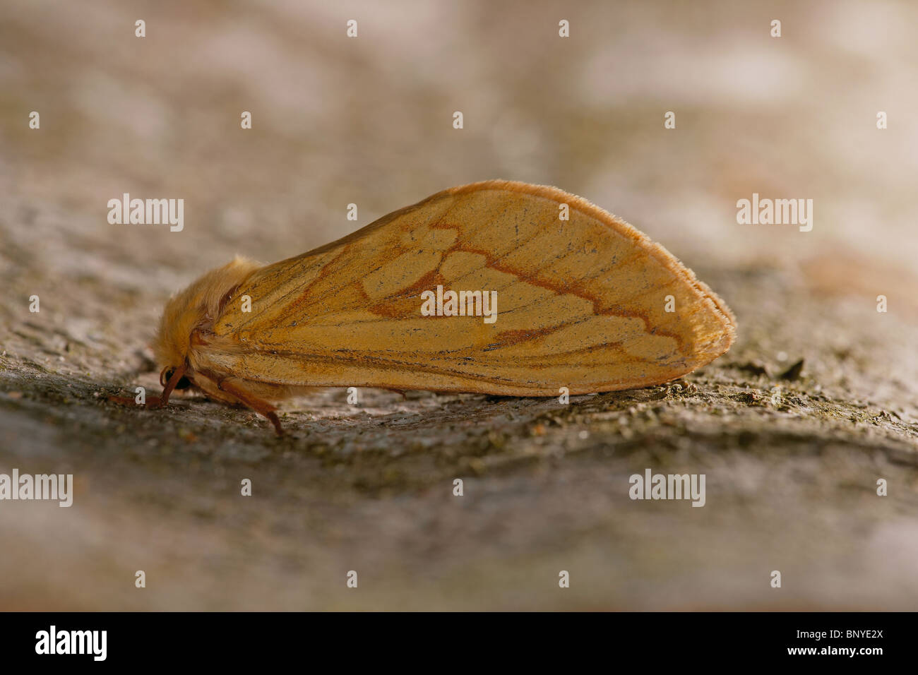 Ghost moth or Ghost Swift, Hepialus humuli Stock Photo - Alamy