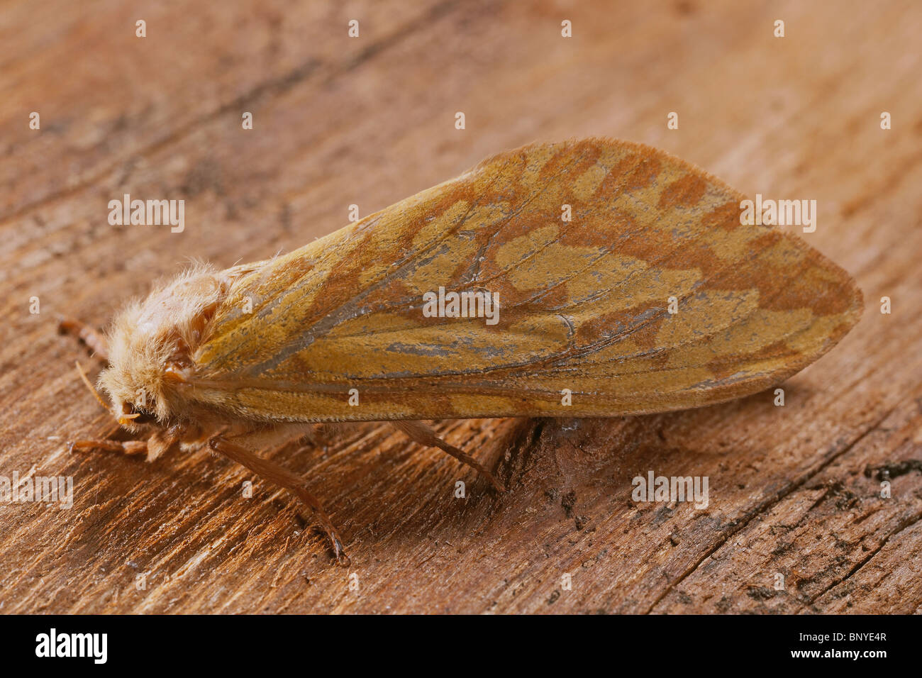 Ghost moth or Ghost Swift, Hepialus humuli Stock Photo - Alamy