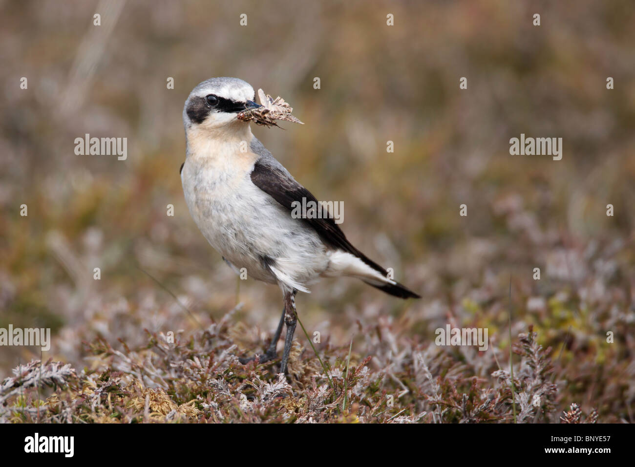 Feeding Birds Wheat High Resolution Stock Photography and Images - Alamy