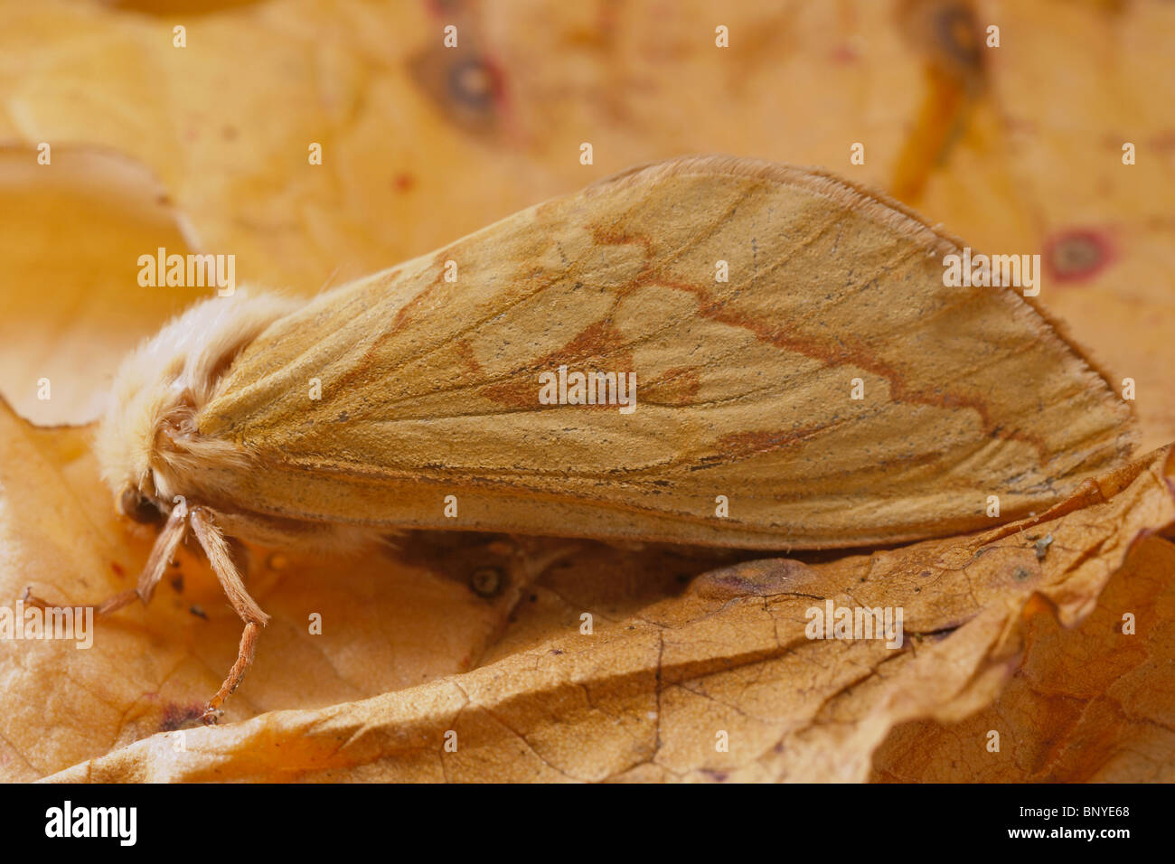 Ghost moth hi-res stock photography and images - Alamy