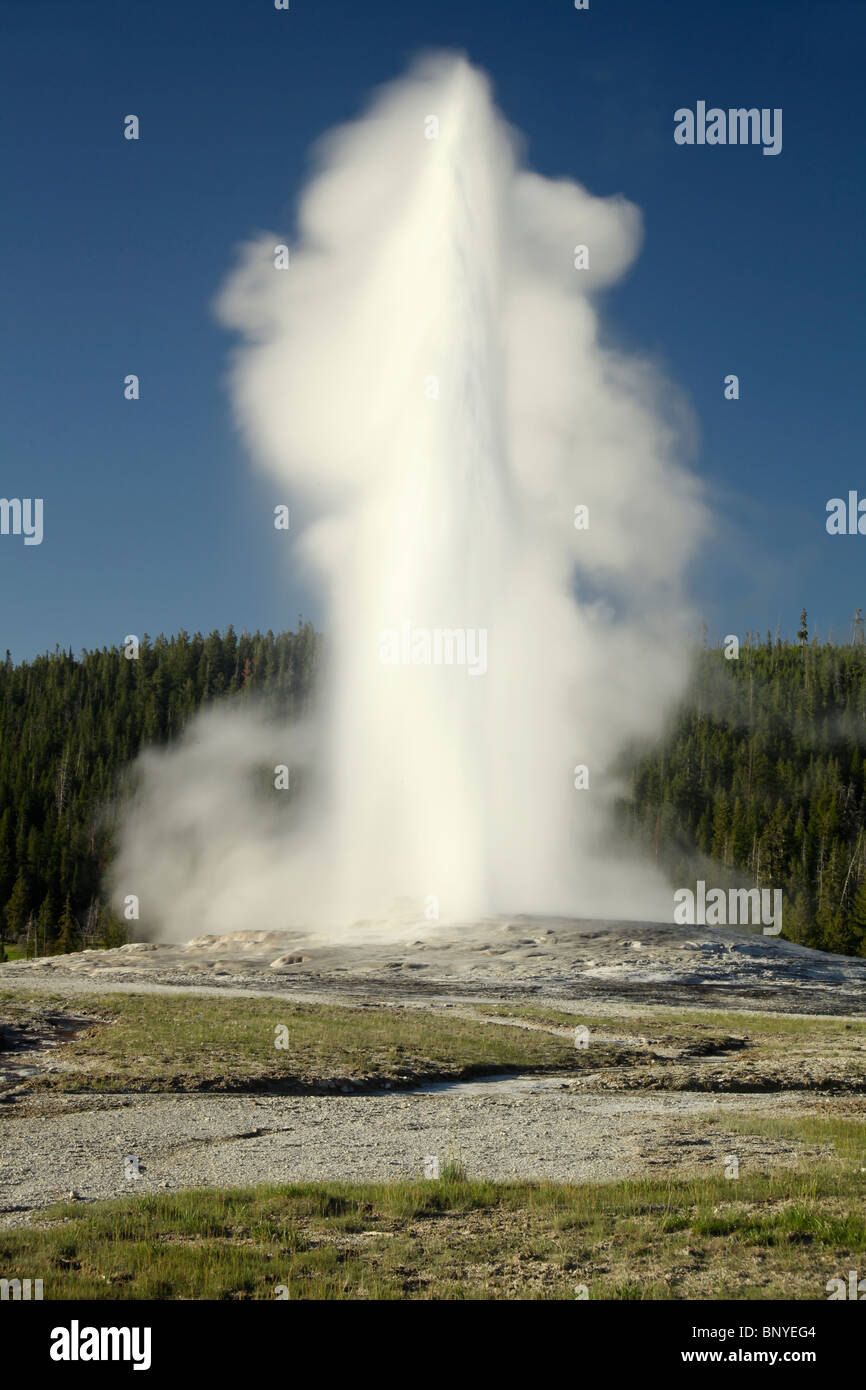Old Faithful erupting Stock Photo - Alamy