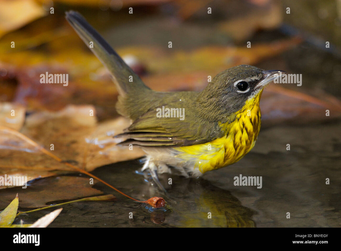 Yellow breasted chat bird hi-res stock photography and images - Alamy