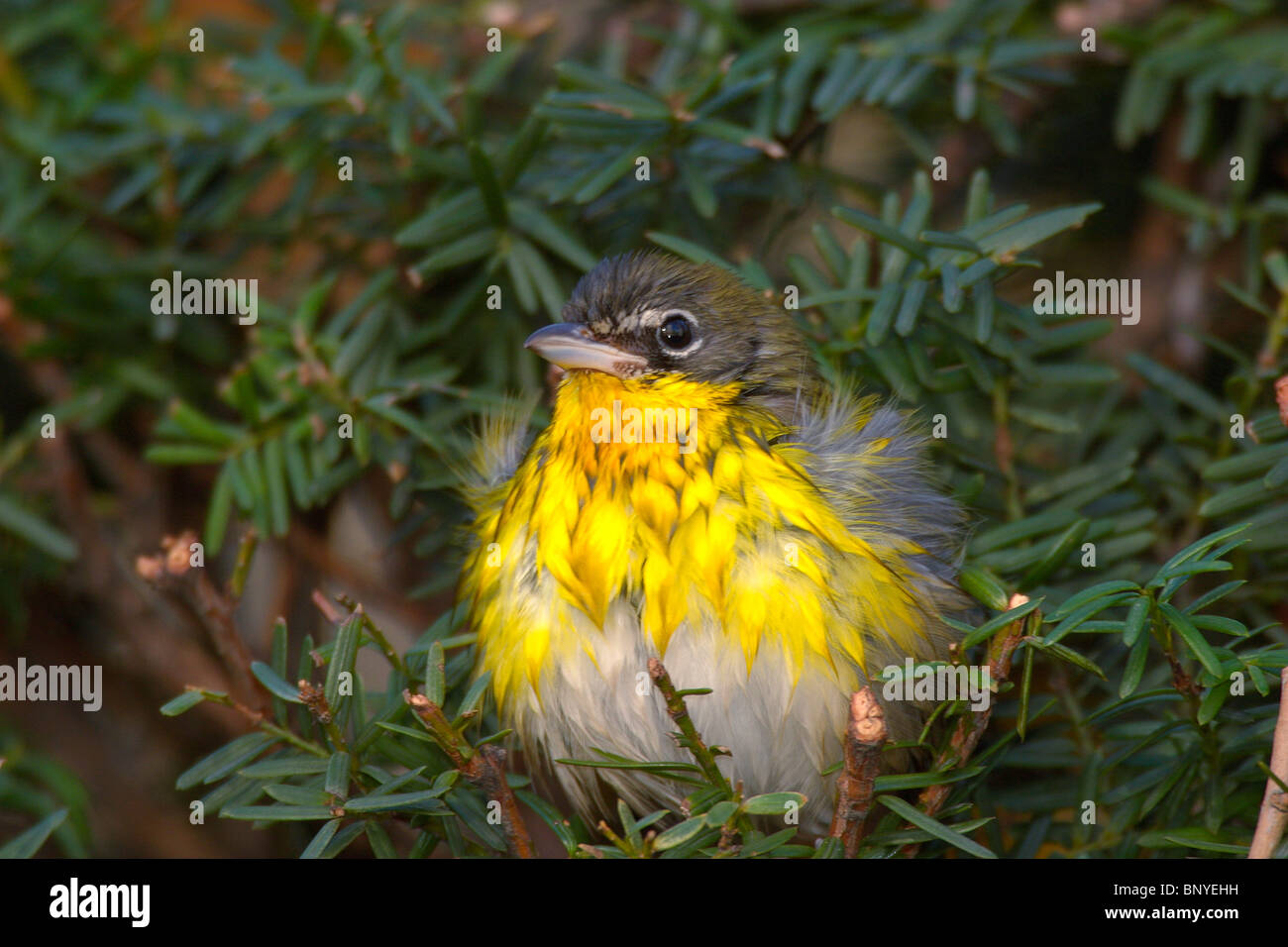A yellow breasted chat hi-res stock photography and images - Alamy