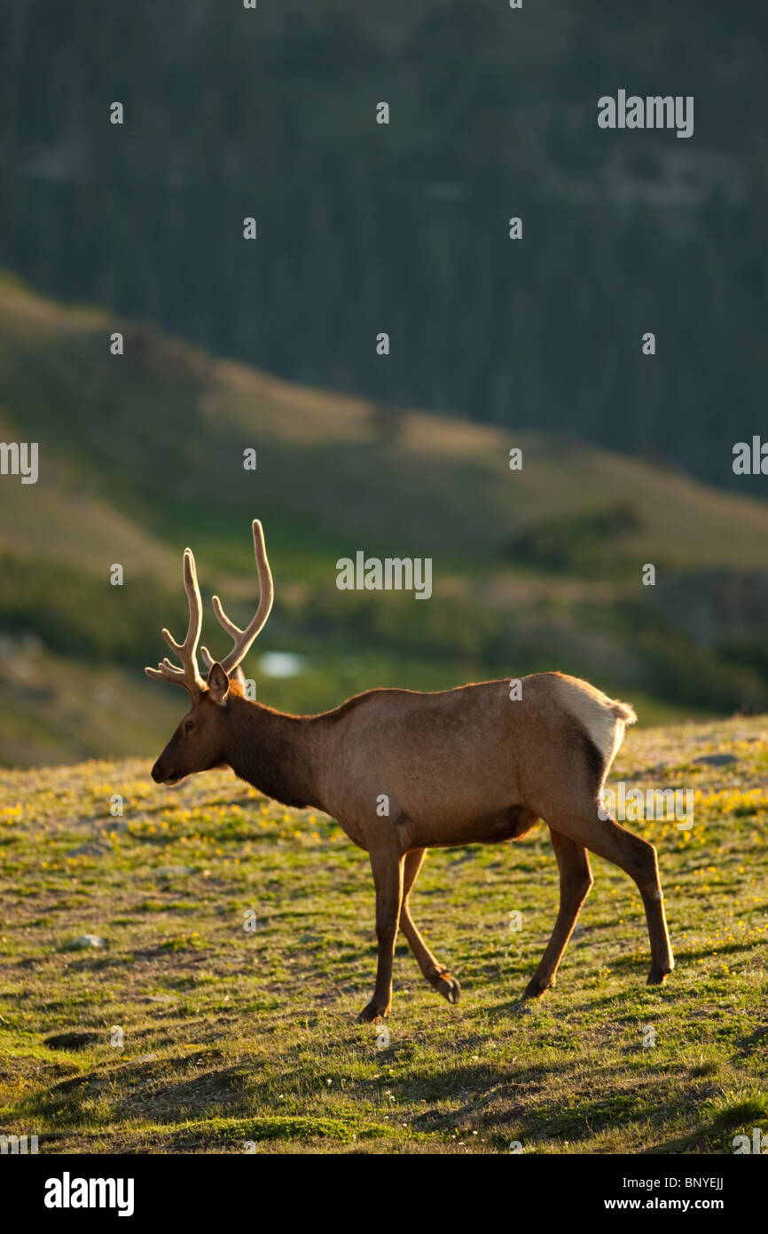 Elk on Trail Ridge Road (Lava Cliffs), Rocky Mountain National Park ...