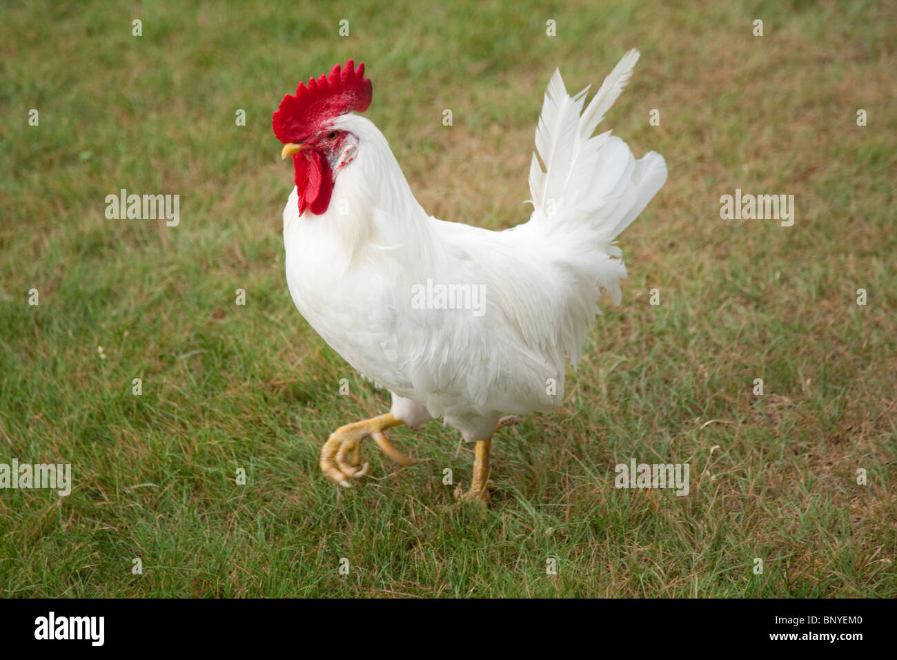 Rooster hi-res stock photography and images - Alamy