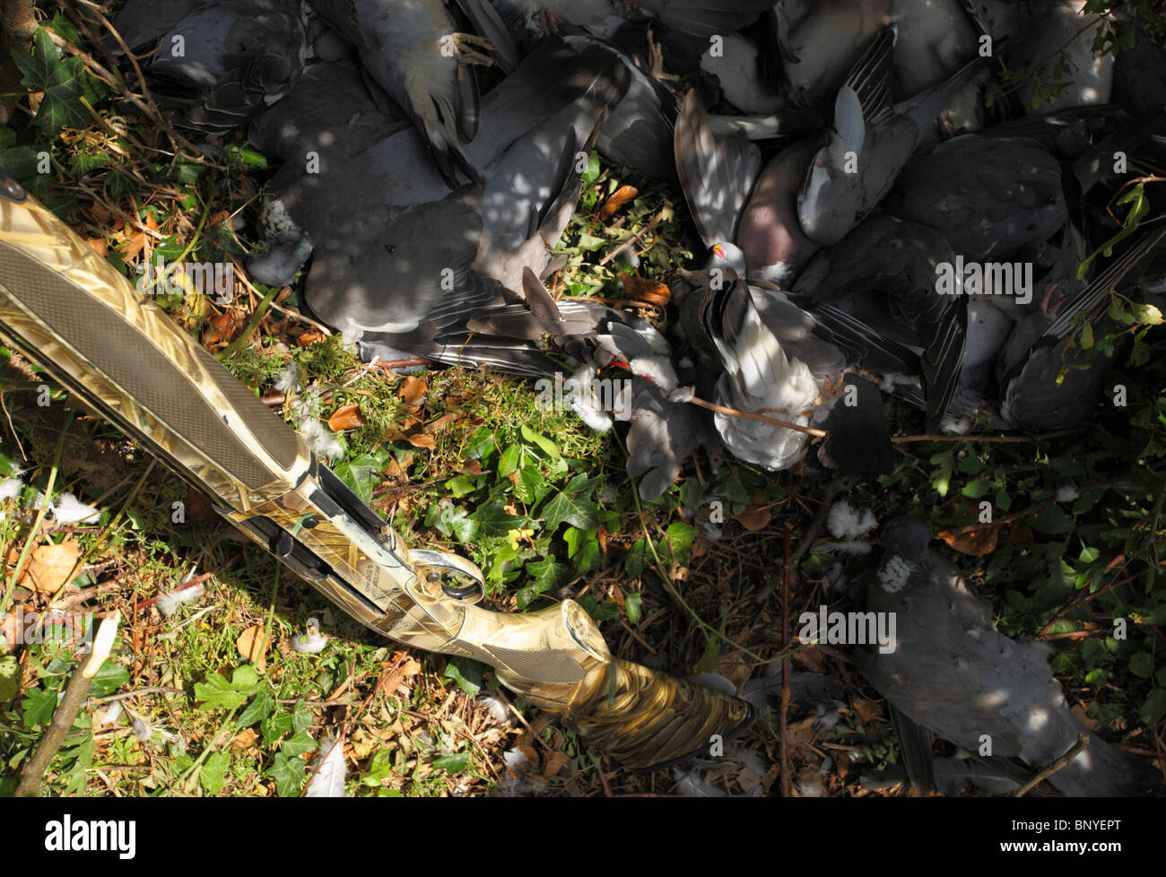 Vermin gun hi-res stock photography and images - Alamy