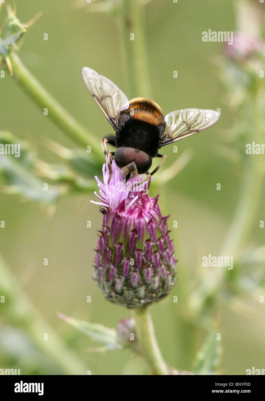 Hoverfly (Bee Mimic) Male, Eristalis intricarius, Syrphidae, Diptera ...