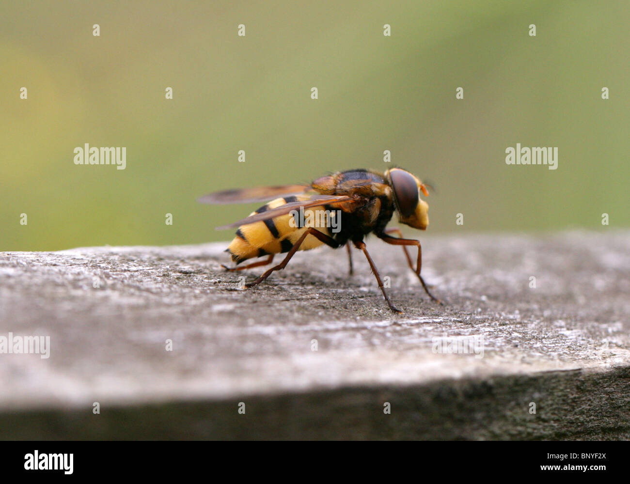 Large Yellow Hoverfly, Volucella inanis, Syrphidae, Diptera. Syn. Musca ...