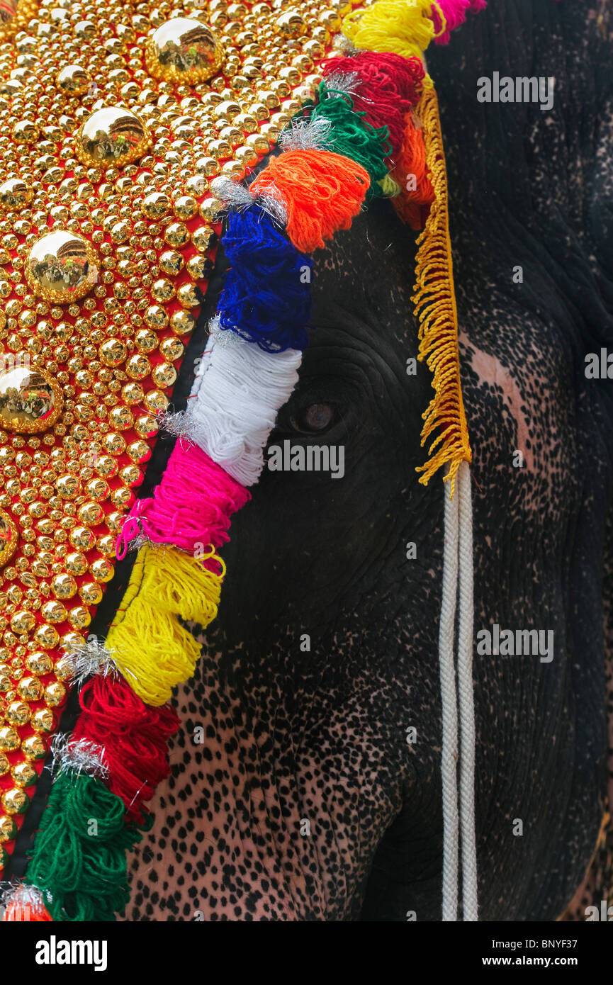 India Kerala Thrissur a detail of an Asian Elephant' harness during the ...