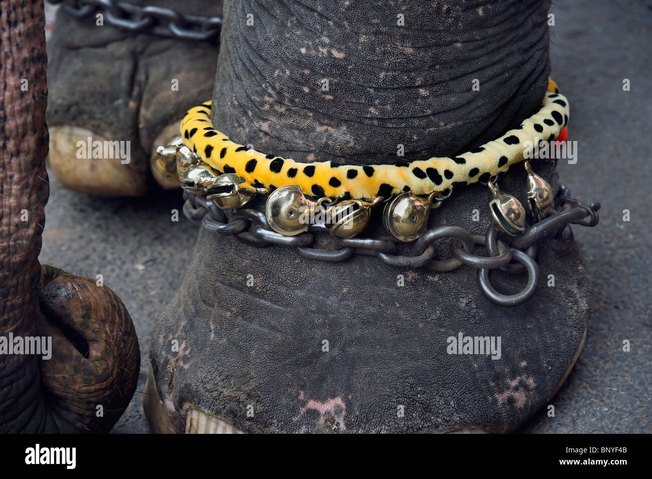 India Kerala Thrissur a detail of an Asian Elephant's harnessed paw ...