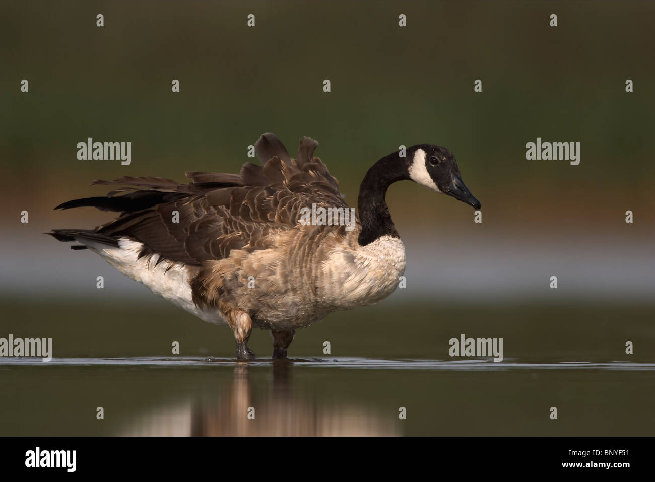 Adult Canada Goose Standing in Shallow Water at Sunrise Stock Photo - Alamy