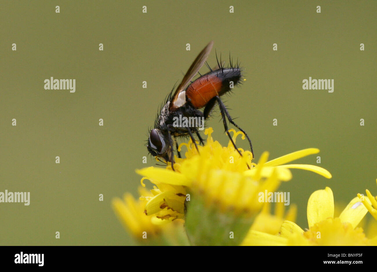 Parasite Fly, Eriothrix rufomaculata, Tachinidae, Diptera on Ragwort ...