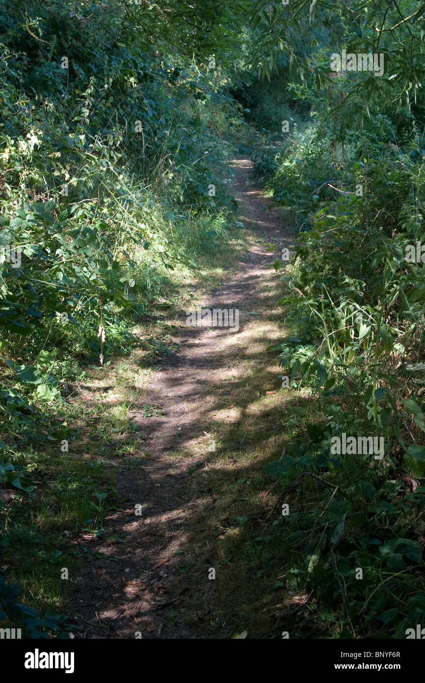 path trees countryside sunny walk overgrown route Stock Photo - Alamy