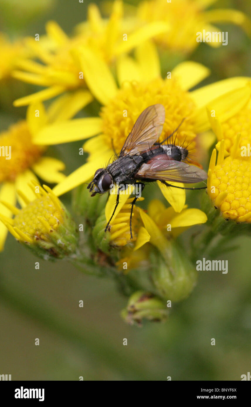 Parasite Fly, Eriothrix rufomaculata, Tachinidae, Diptera on Ragwort ...
