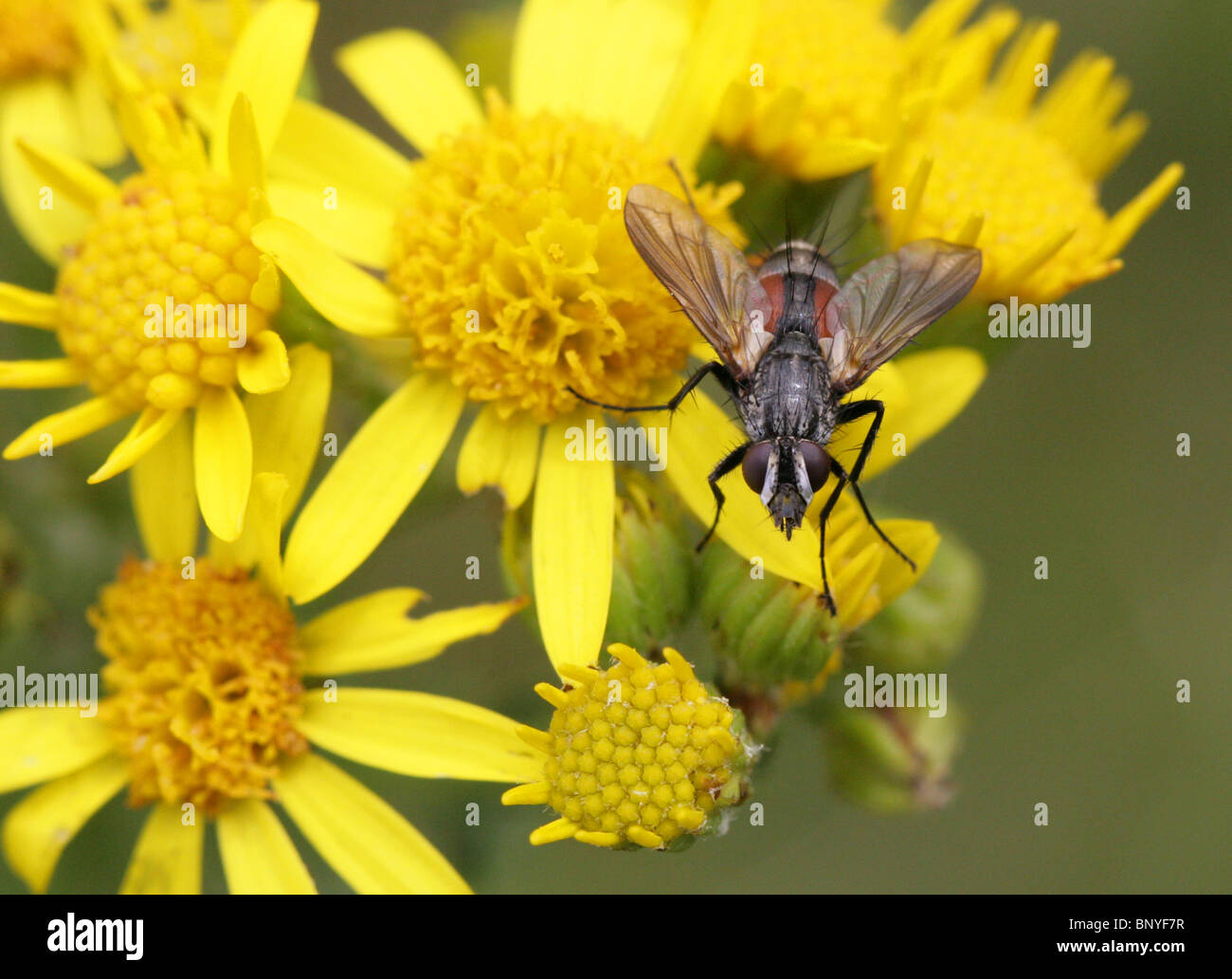 Parasite Fly, Eriothrix rufomaculata, Tachinidae, Diptera on Ragwort ...