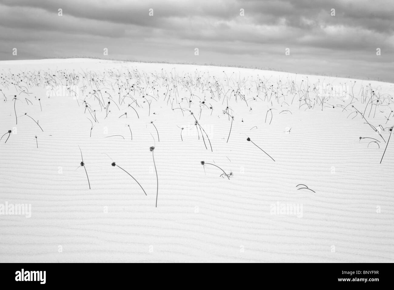 dry plants in dunes, monochrome image Stock Photo - Alamy