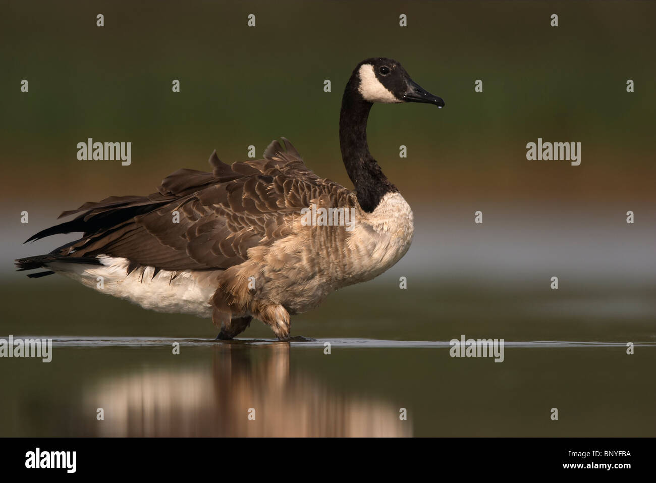 Adult Canada Goose Wading in Shallow Water at Dawn Stock Photo - Alamy