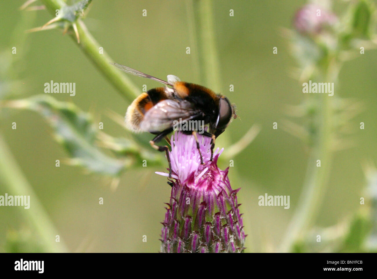 Hoverfly (Bee Mimic) Male, Eristalis intricarius, Syrphidae, Diptera ...