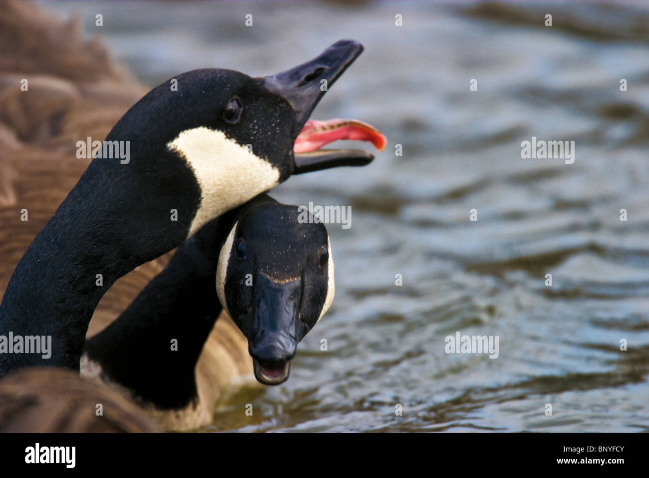 Canada goose fighting hi-res stock photography and images - Alamy