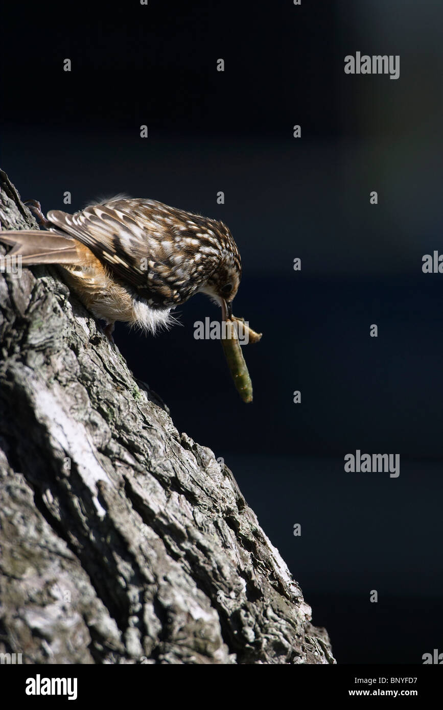 Bug eating birds hi-res stock photography and images - Alamy