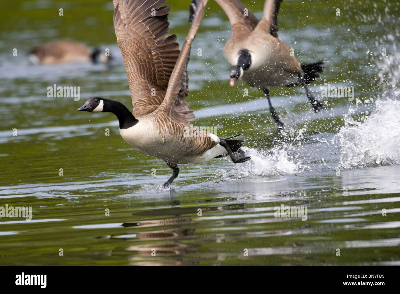 Another goose hi-res stock photography and images - Alamy